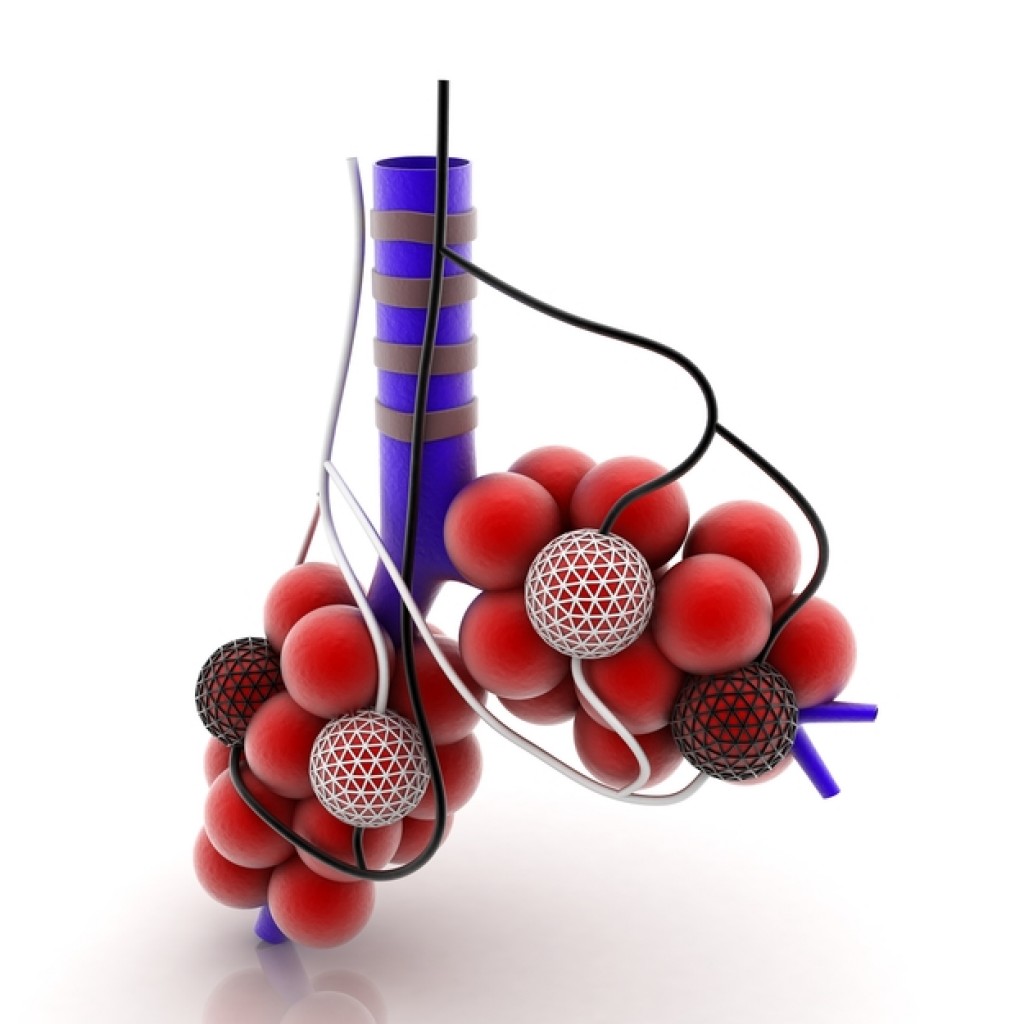 Study Shows Adult Lung Cells Transform To Regenerate Lung Tissue