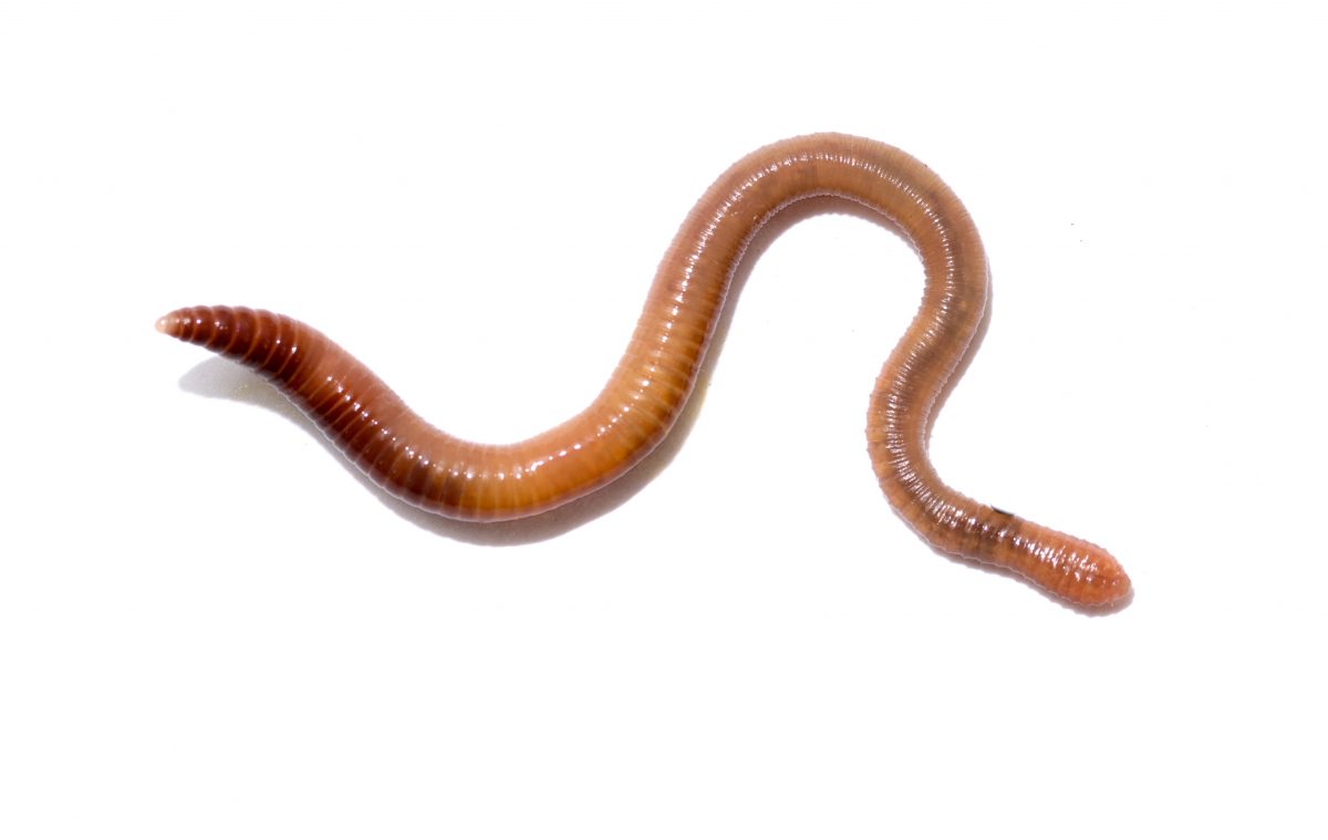 Earthworm Extract Controlled Silica-Triggered Lung Fibrosis in Mice