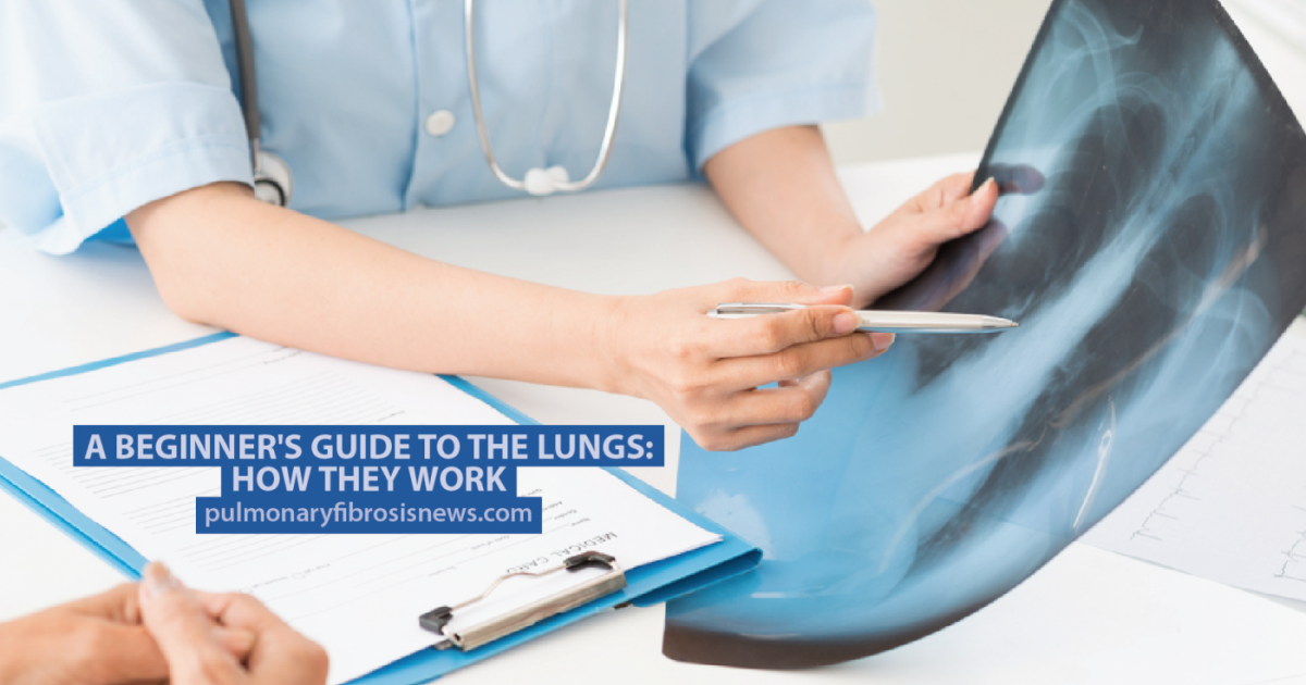 A Beginner's Guide to the Lungs: How They Work | Pulmonary Fibrosis News